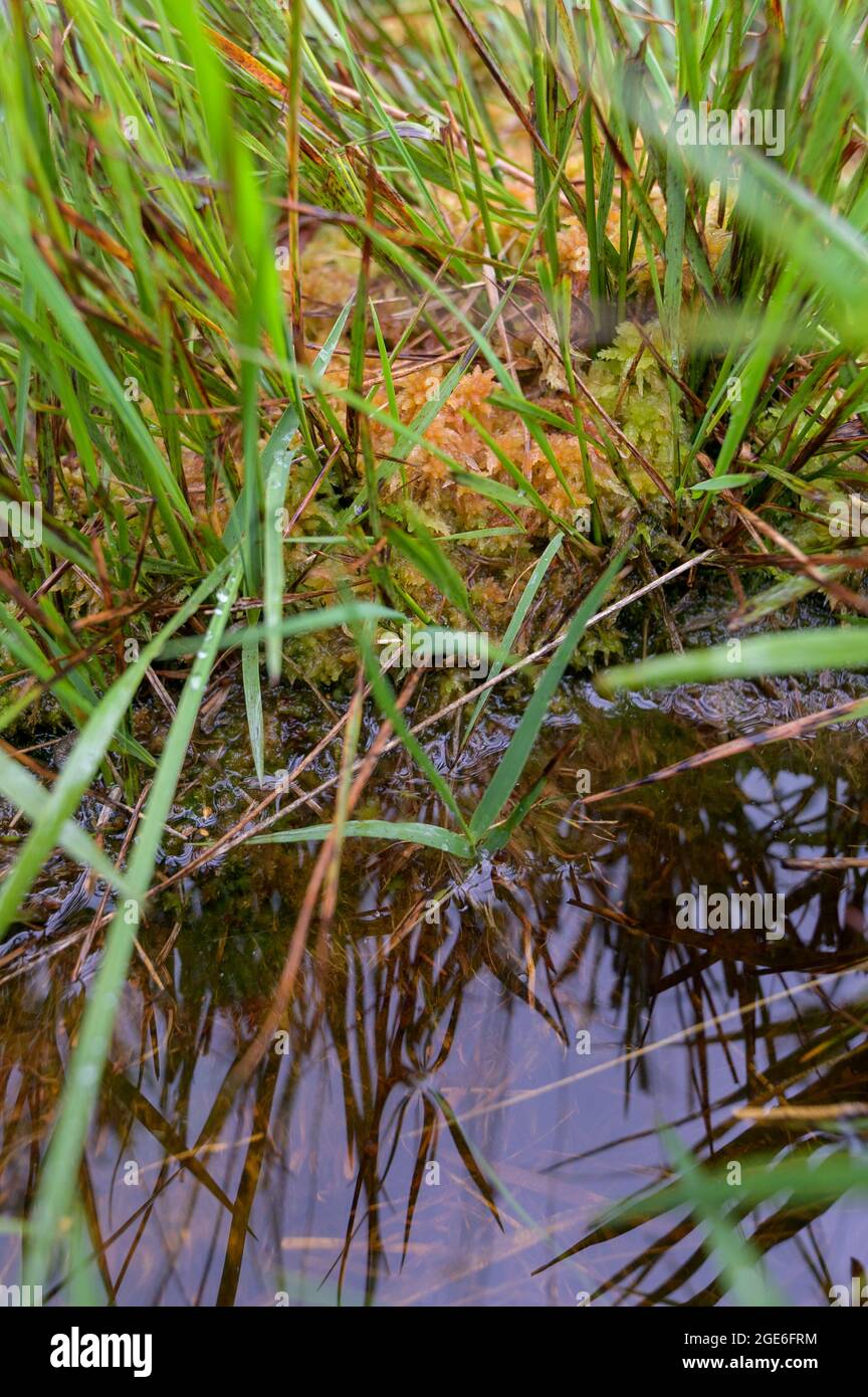 Vaalermoor, Germany. 17th Aug, 2021. The marsh peat moss (sphagnum ...