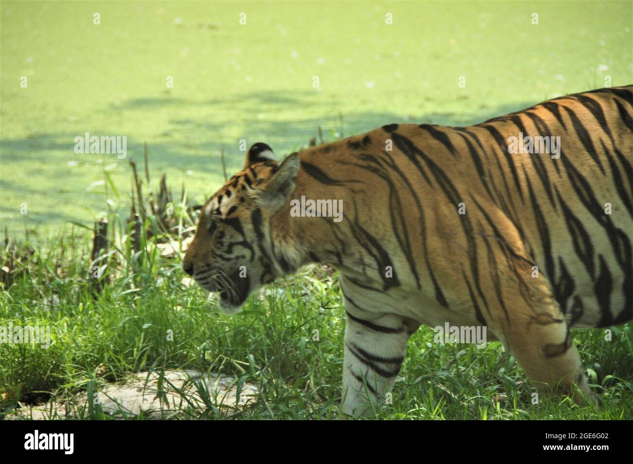Wild tiger hunting for prey Stock Photo - Alamy