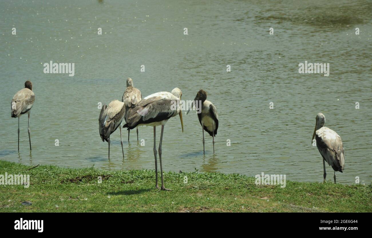 Wild storks taking a bath at a river Stock Photo - Alamy