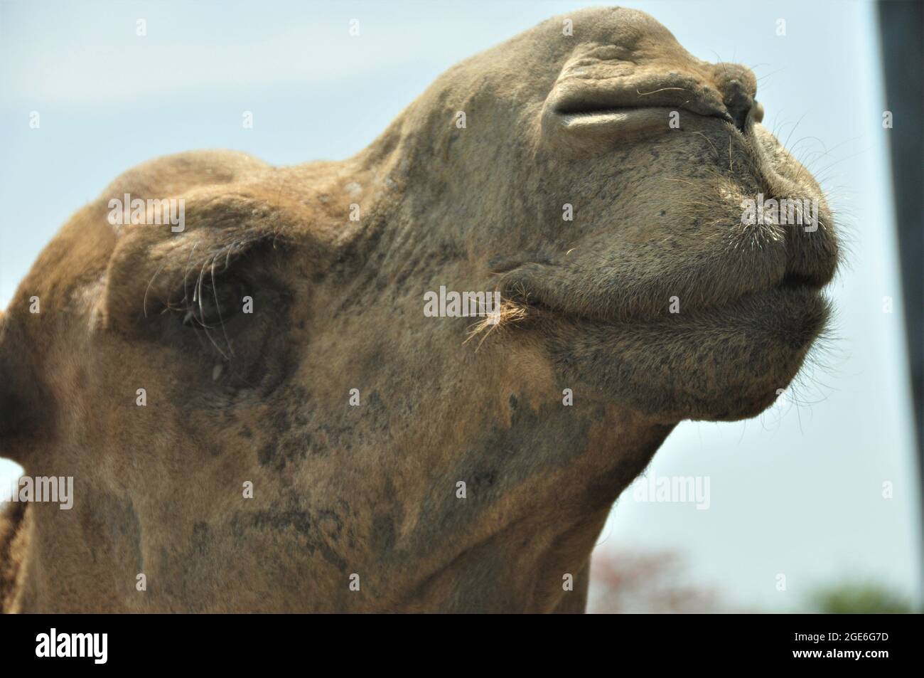 Closeup of a camel's face Stock Photo - Alamy