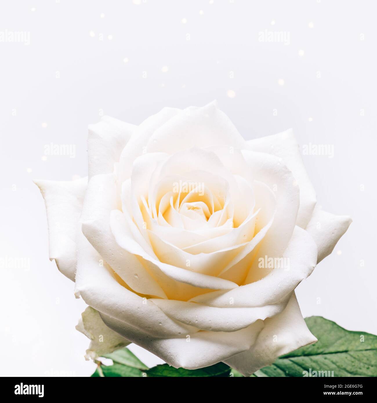 Beautiful big white rose Stock Photo - Alamy