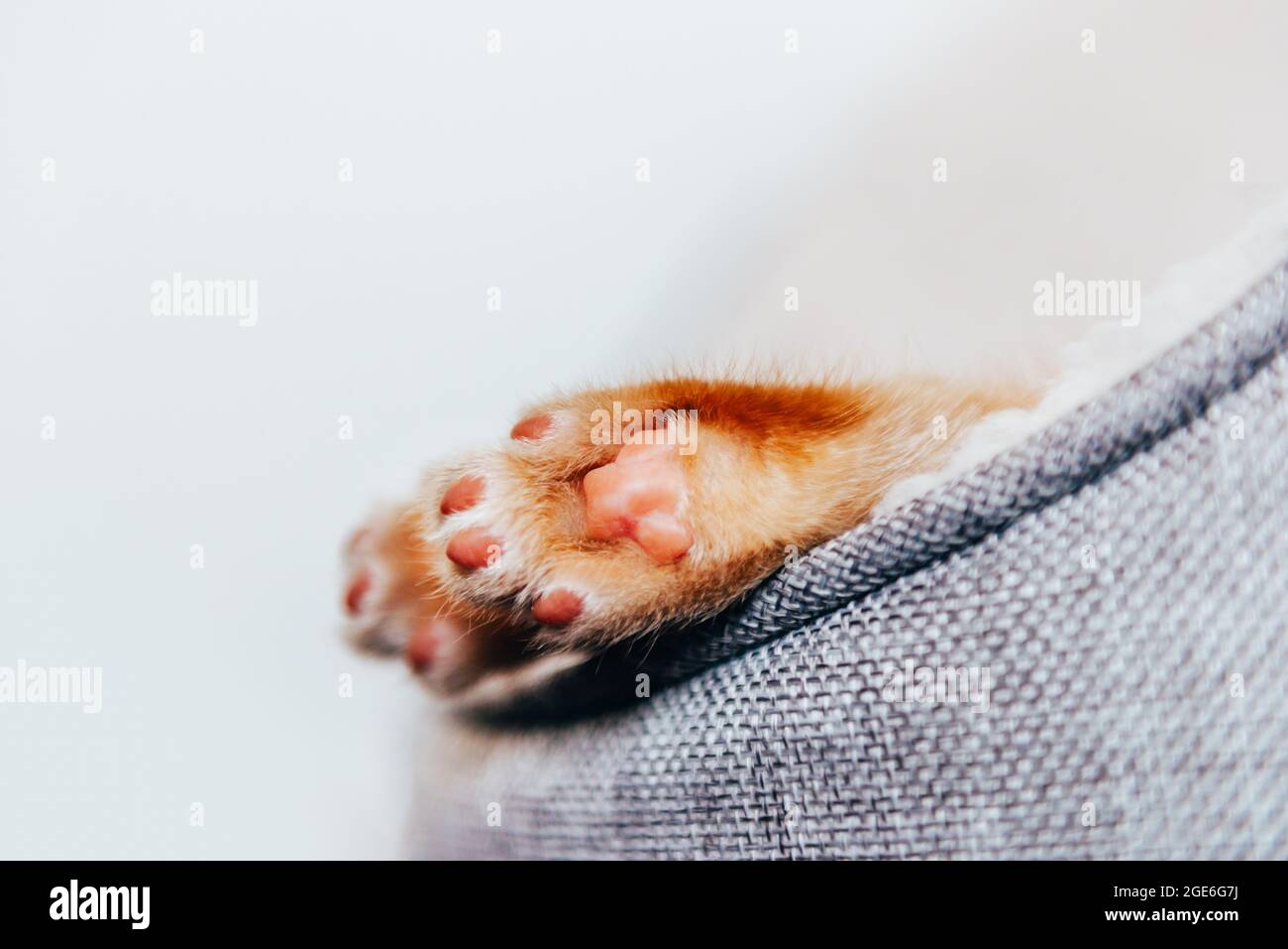 Cute ginger kitten paw close up Stock Photo - Alamy