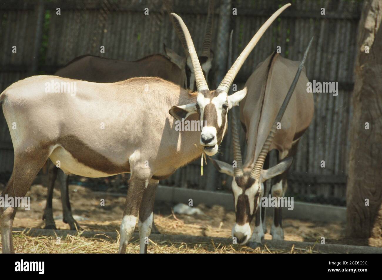 Gemsbok antelopes eating hay Stock Photo - Alamy