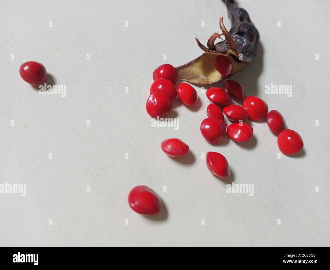 Bright red Saga Seed/Acacia beans Stock Photo - Alamy