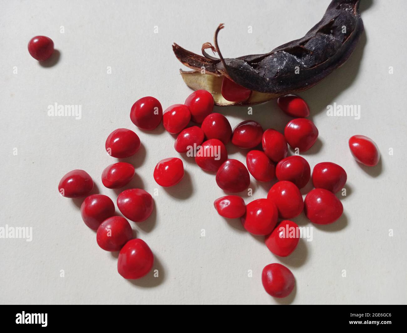 Bright red Saga Seed/Acacia beans Stock Photo - Alamy