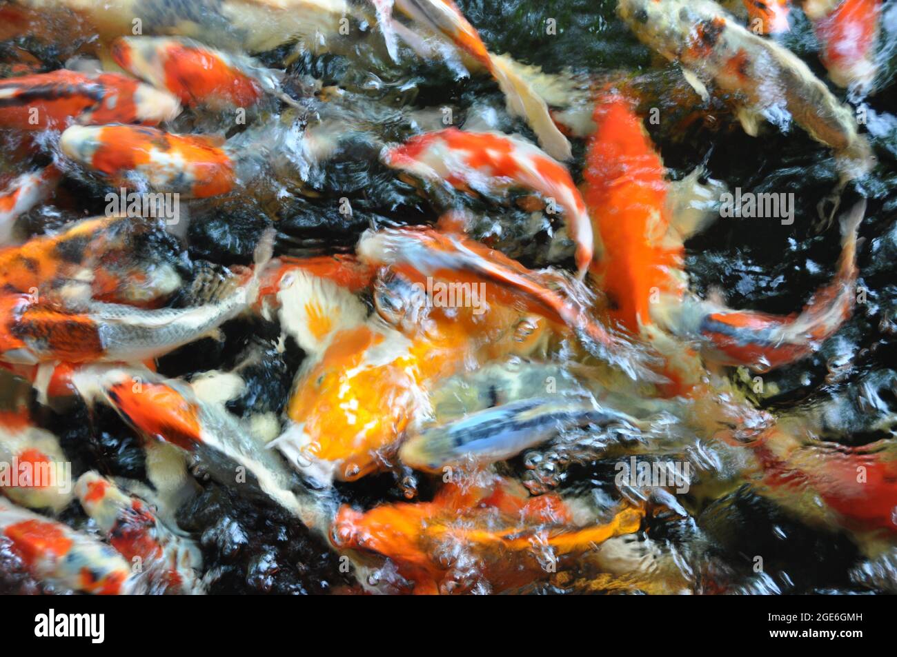 A gasp of colorful koi fish in a pond Stock Photo - Alamy