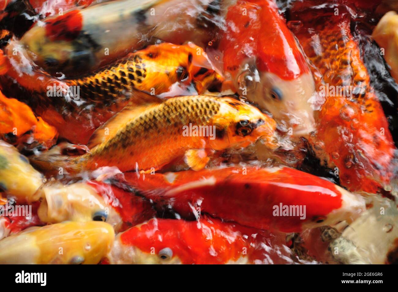 A gasp of colorful koi fish in a pond Stock Photo - Alamy