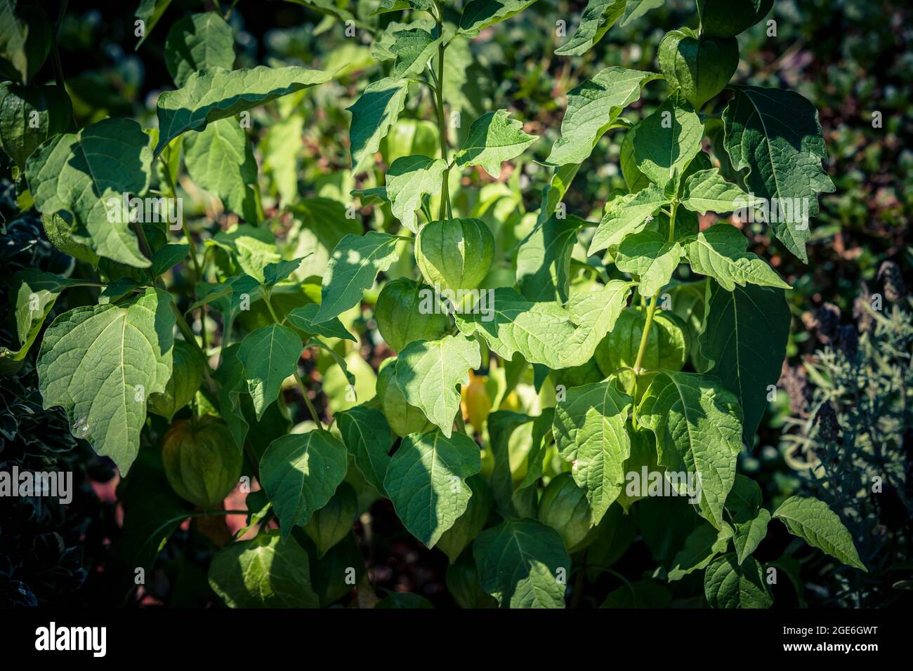 The orange fruit Physalis peruviana Stock Photo - Alamy