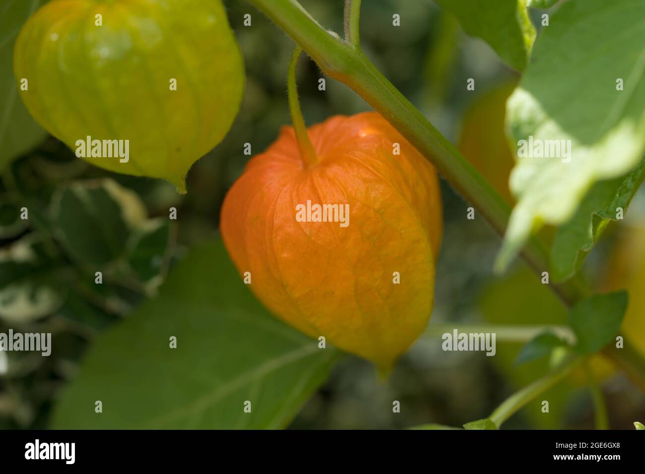 The orange fruit Physalis peruviana Stock Photo - Alamy