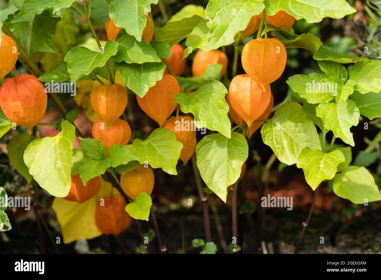 The orange fruit Physalis peruviana Stock Photo - Alamy
