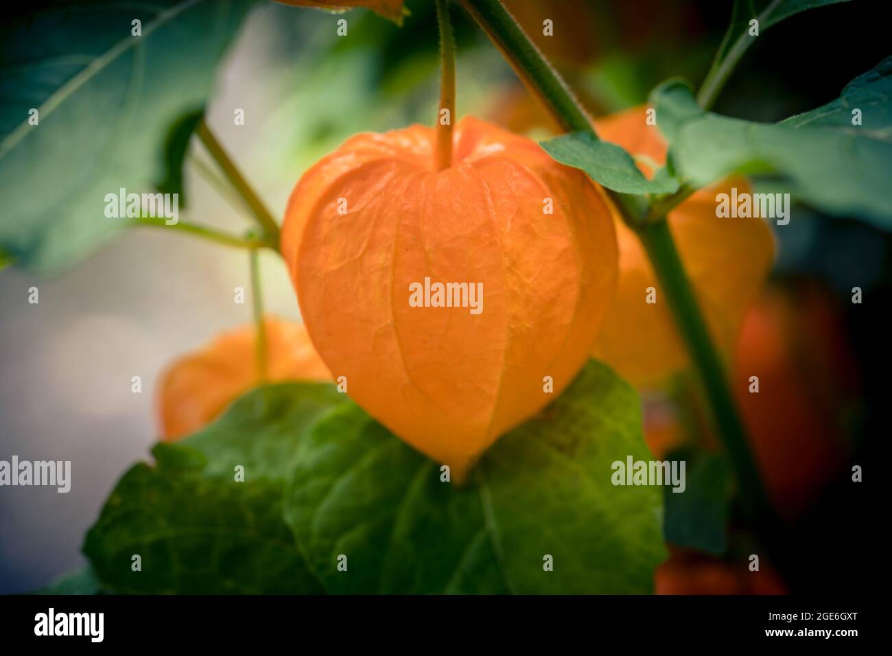 The orange fruit Physalis peruviana Stock Photo - Alamy