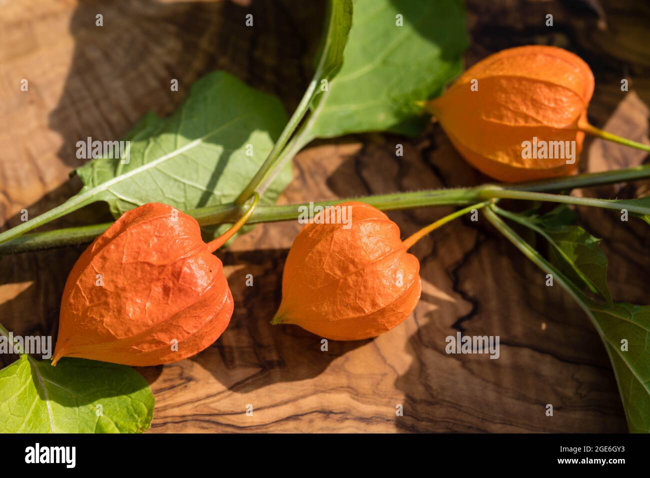 The orange fruit Physalis peruviana Stock Photo - Alamy