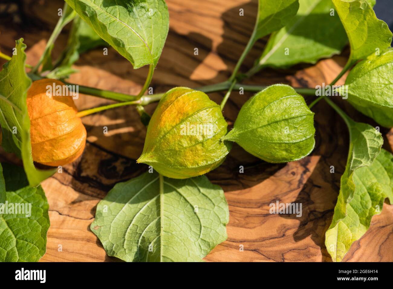 The orange fruit Physalis peruviana Stock Photo - Alamy