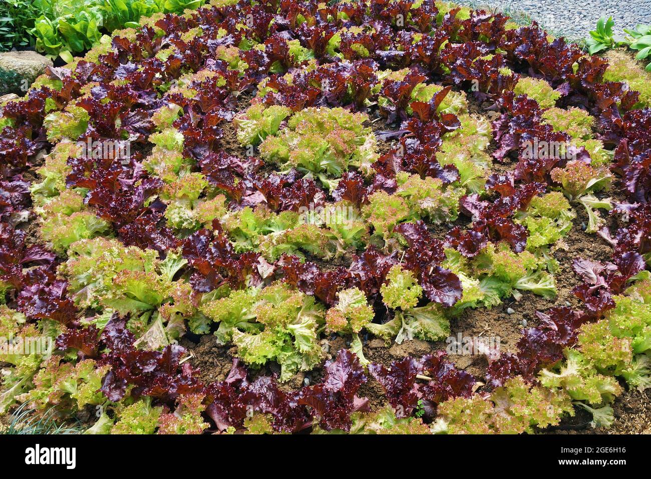 Green and maroon lettuce planted in circular pattern. An example of ...