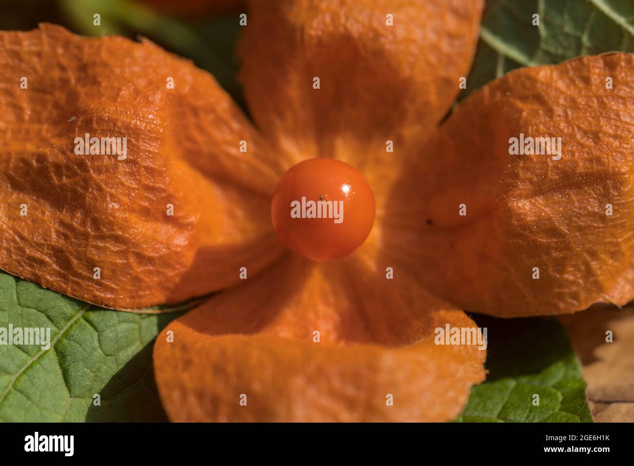 The orange fruit Physalis peruviana Stock Photo - Alamy