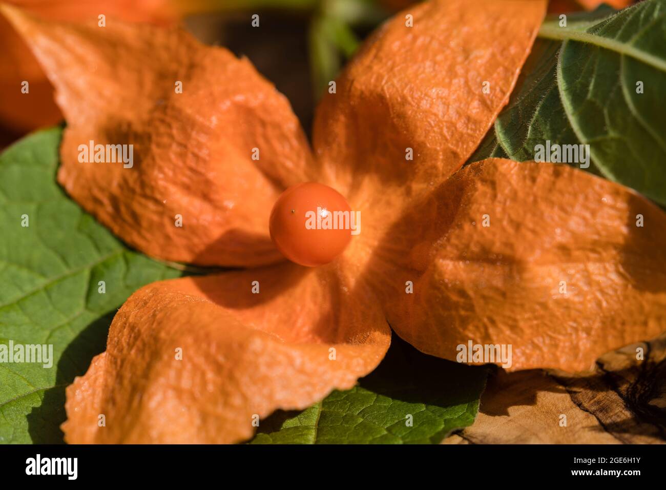 The orange fruit Physalis peruviana Stock Photo - Alamy