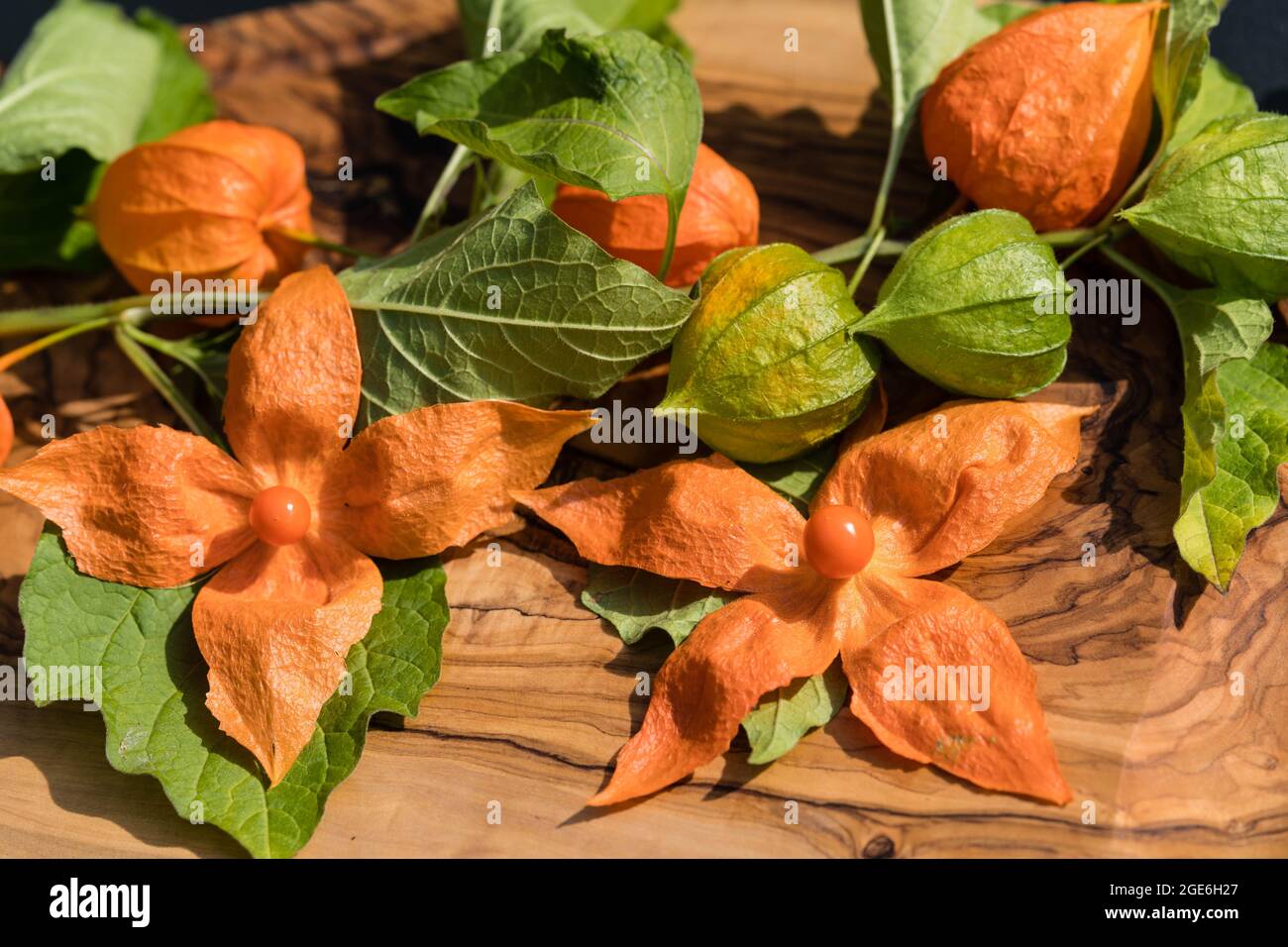 The orange fruit Physalis peruviana Stock Photo - Alamy