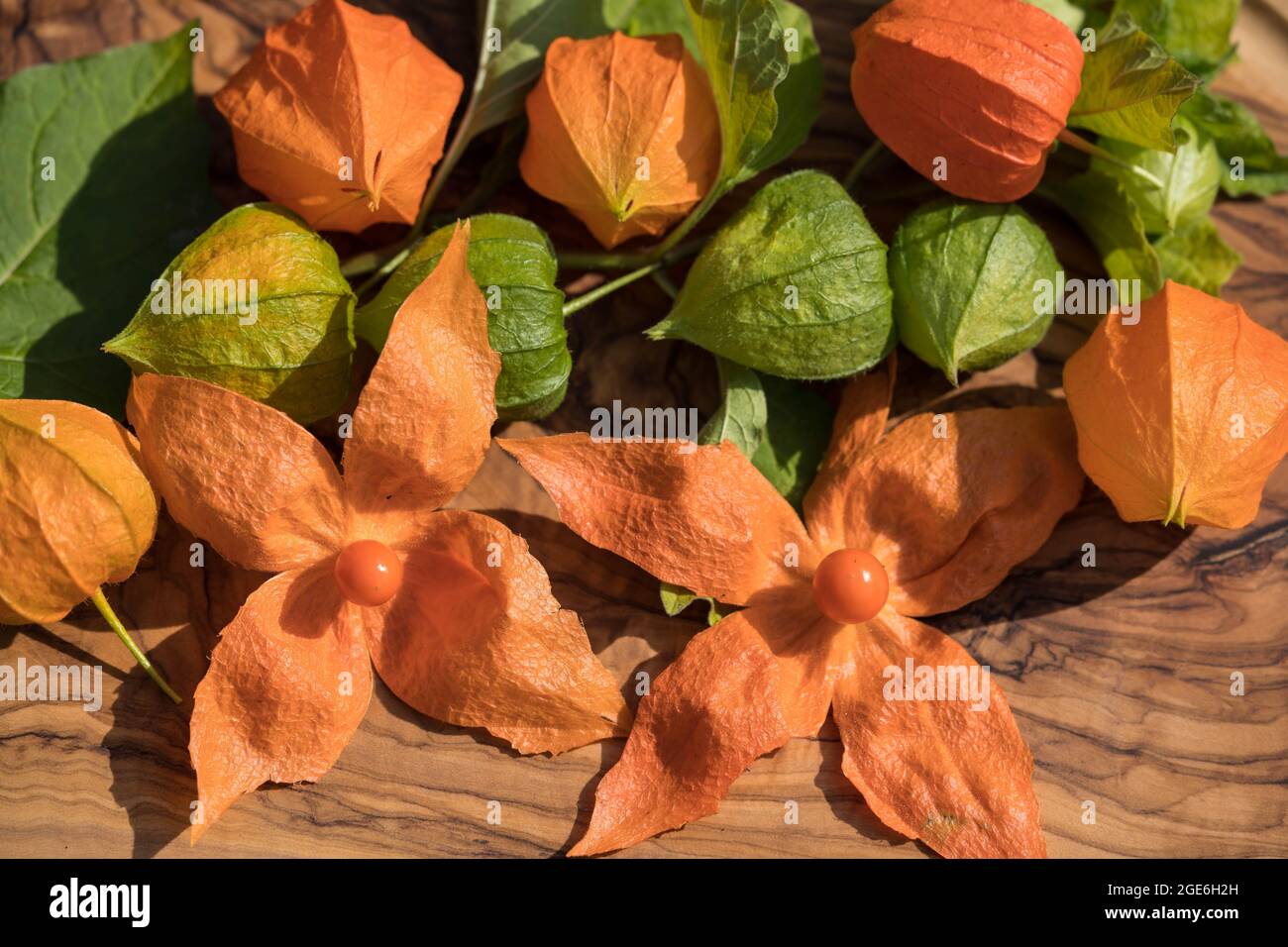 The orange fruit Physalis peruviana Stock Photo - Alamy