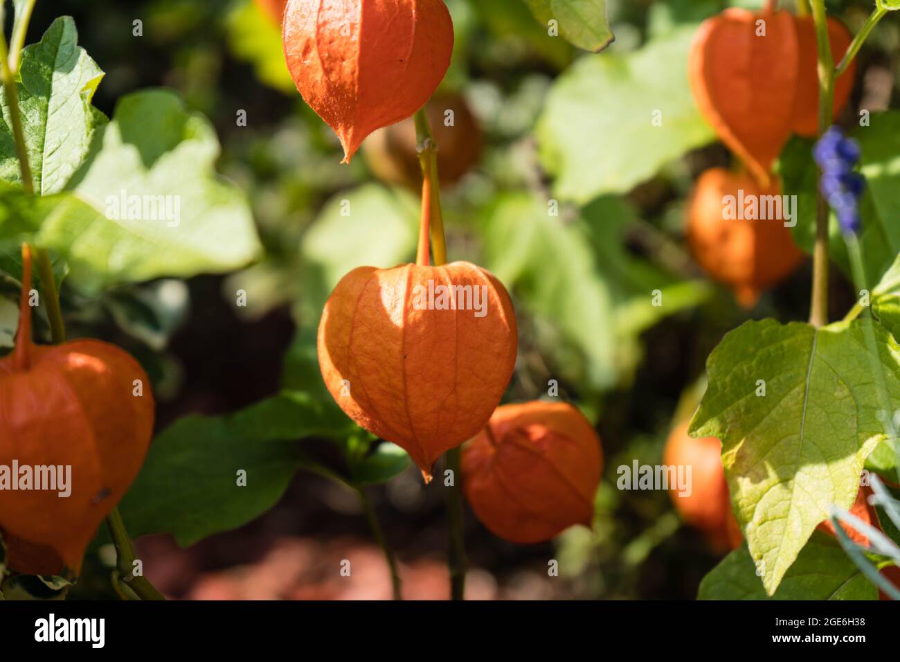 The orange fruit Physalis peruviana Stock Photo - Alamy