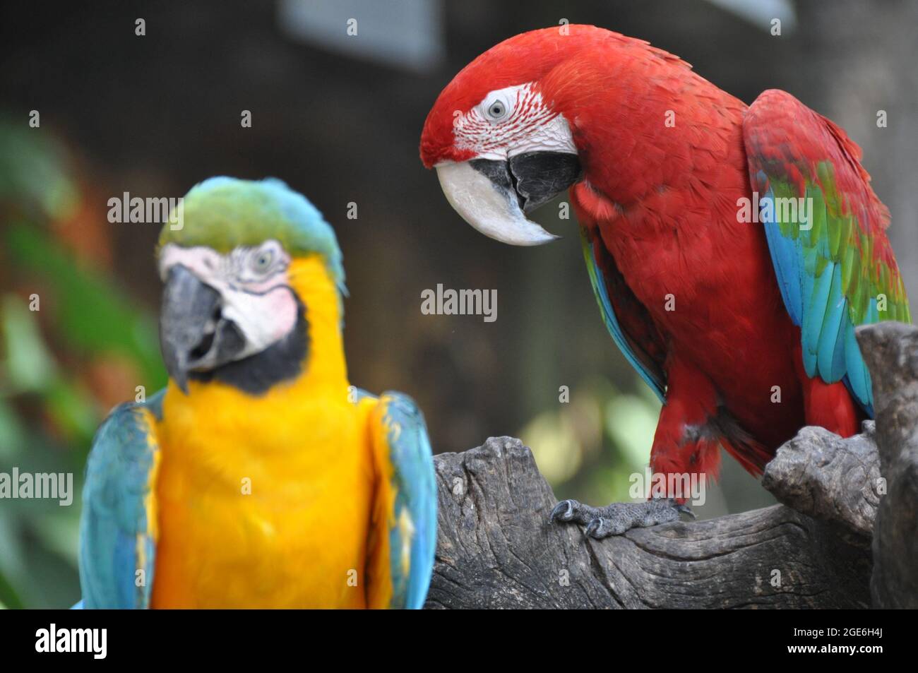 Parrots in the wild hi-res stock photography and images - Alamy