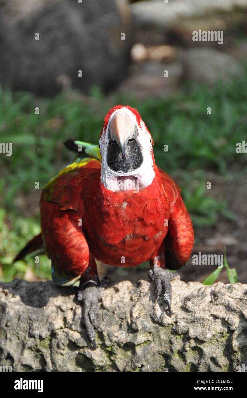 Parrot in nature hi-res stock photography and images - Alamy
