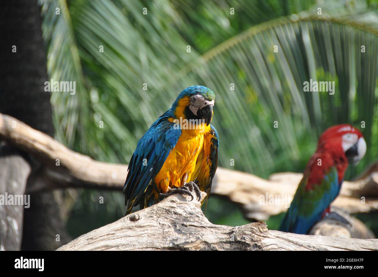Parrots in the wild hi-res stock photography and images - Alamy