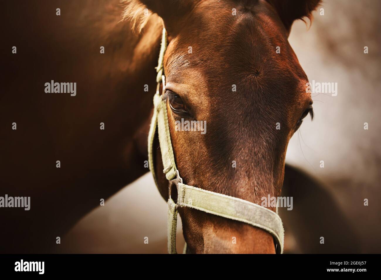 Portrait of a cute bay colt with a halter on his muzzle, standing next ...