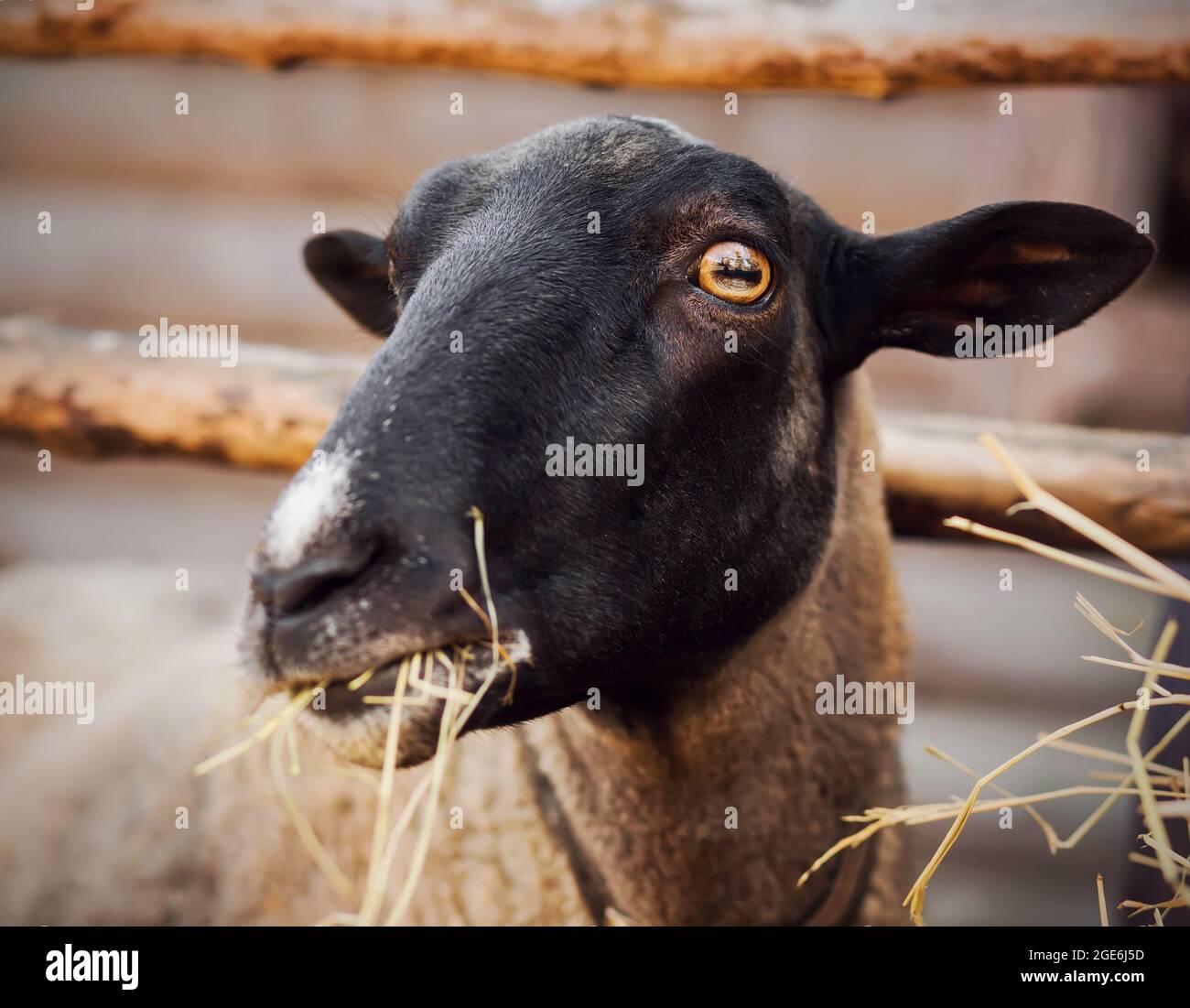 Fluffy sheep hi-res stock photography and images - Alamy