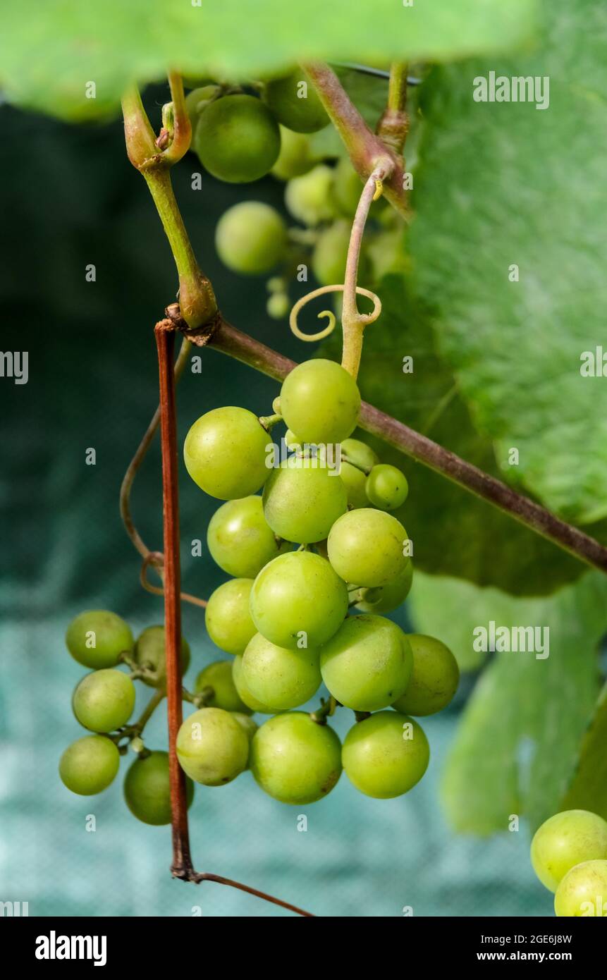 Vitis vinifera, young unripe green grapevine plant with grapes, common ...