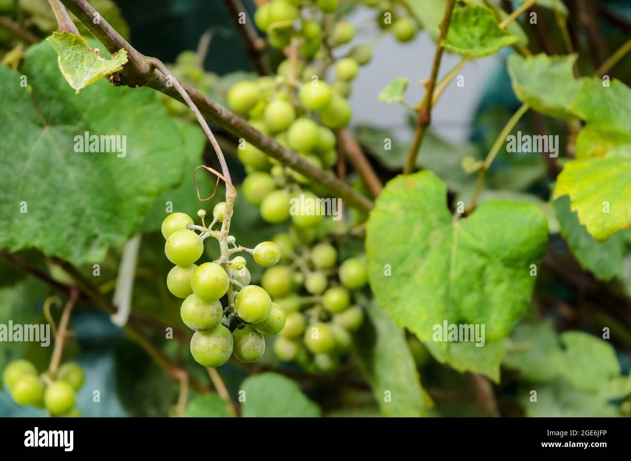 Common grape vine vitis vinifera hi-res stock photography and images ...