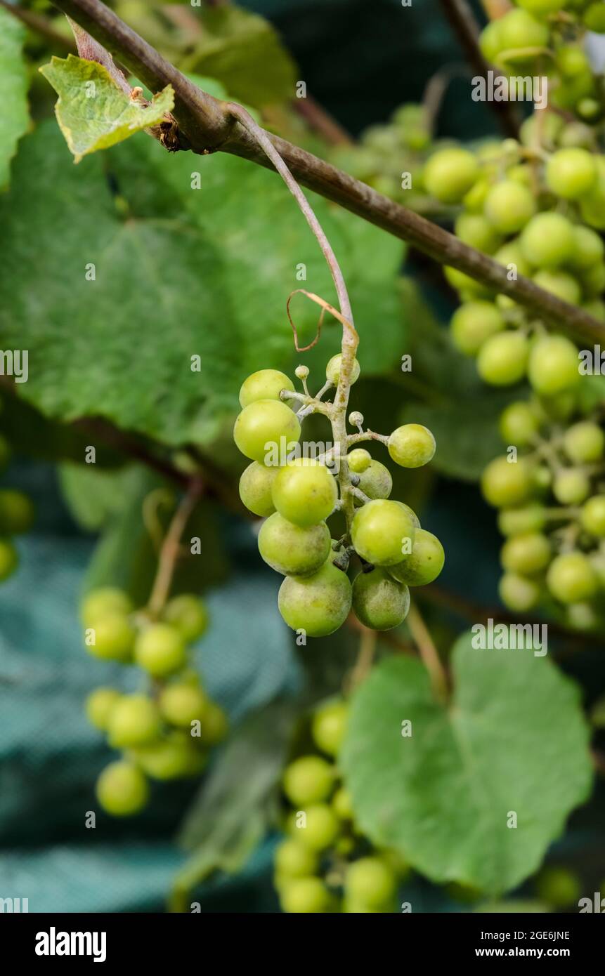 Common grape vine hi-res stock photography and images - Alamy