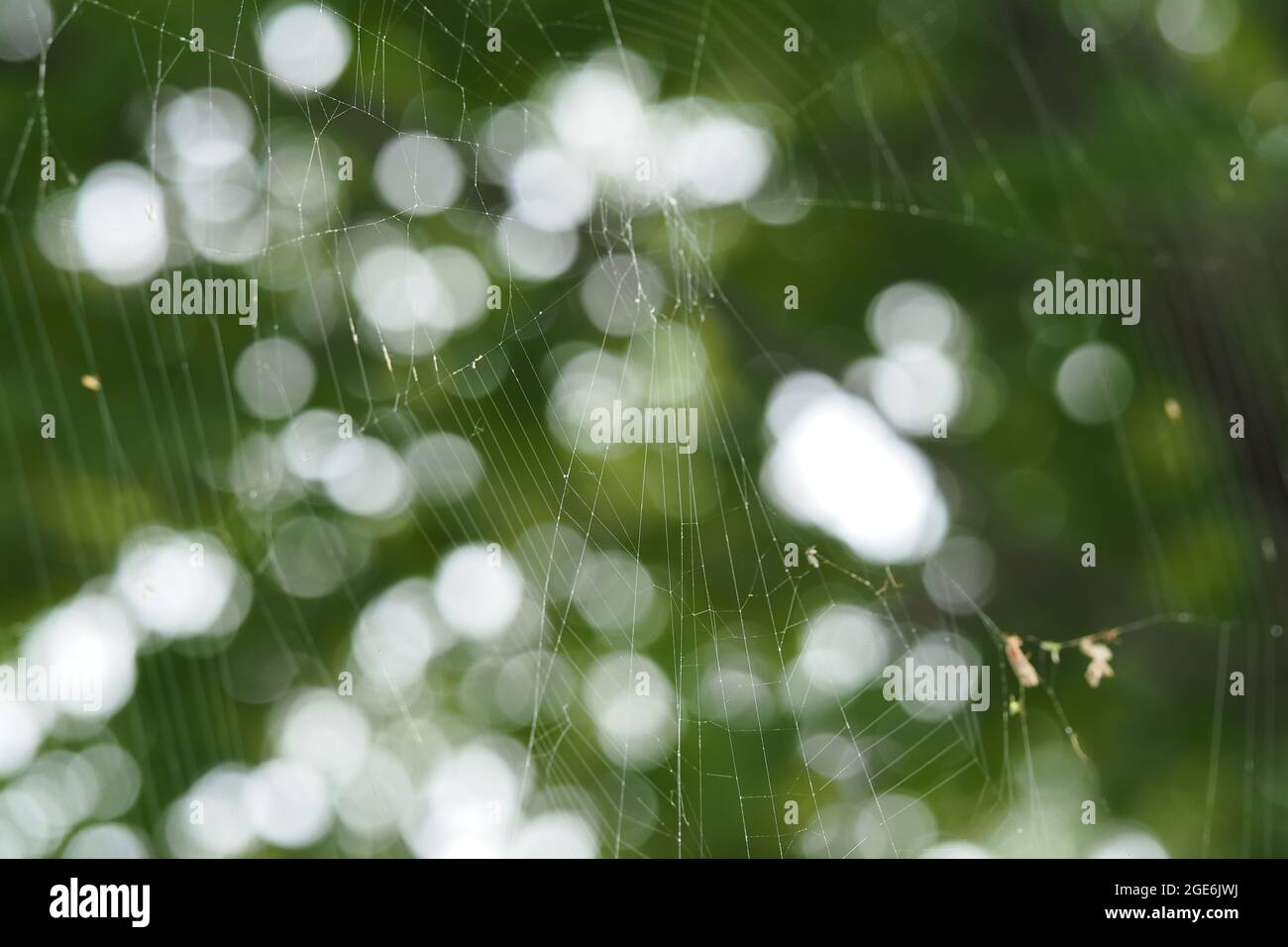 The spider weaves a dense web over green plants. Wildlife macro ...