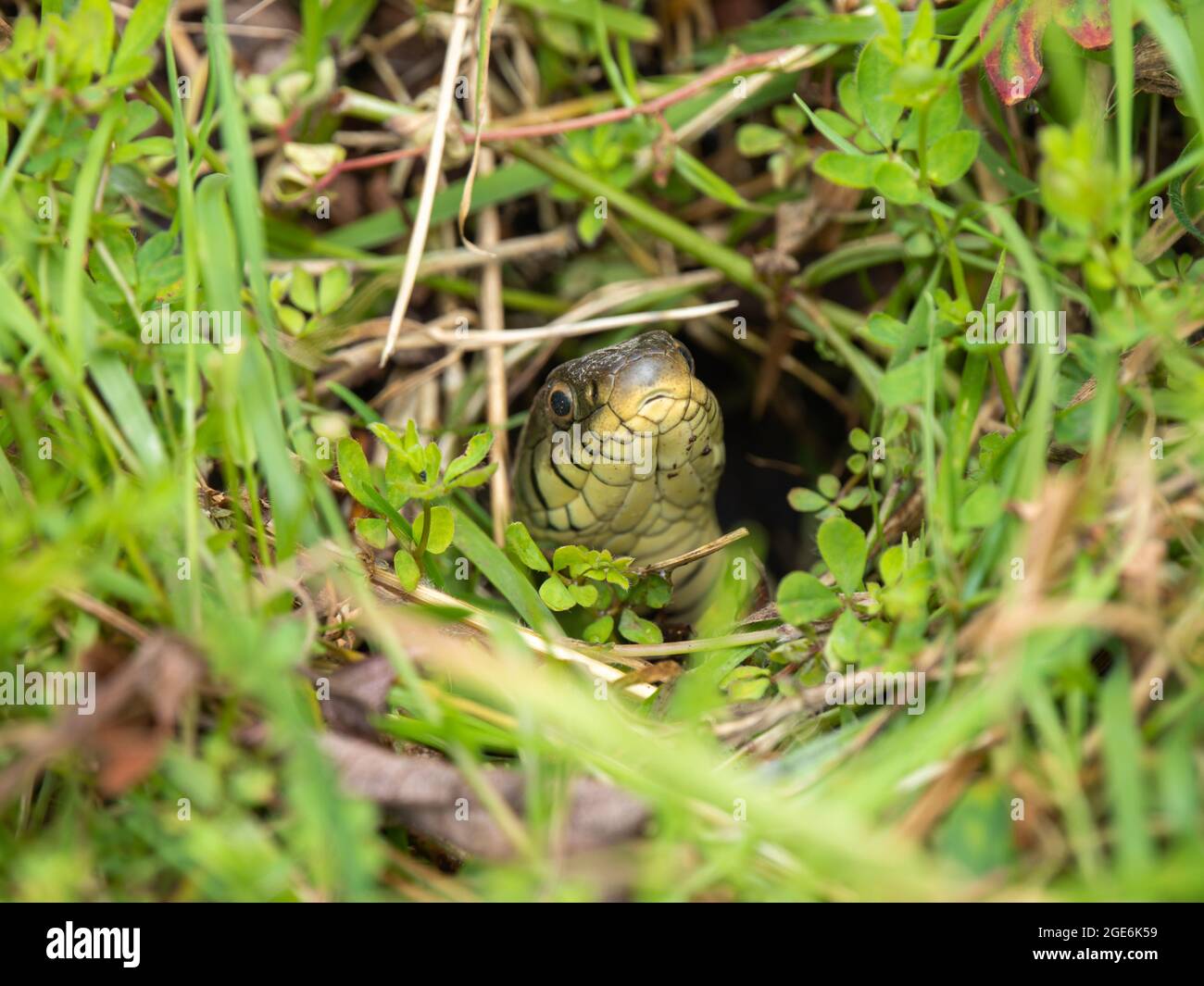 Grass snake natrix natrix surrey hi-res stock photography and images ...