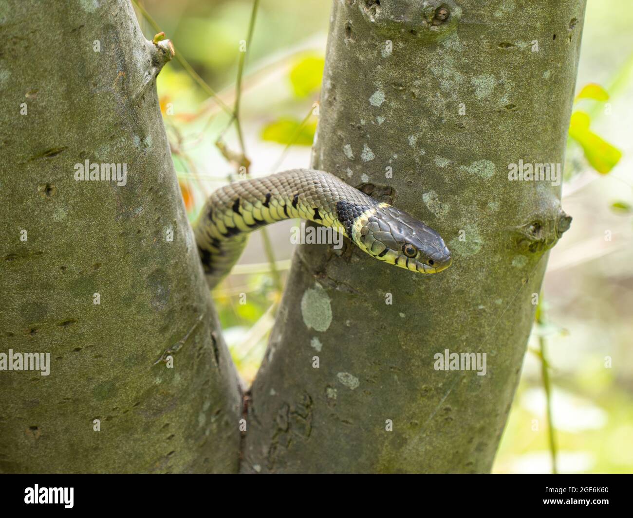 Grass Snake Climbing a Tree Stock Photo - Alamy
