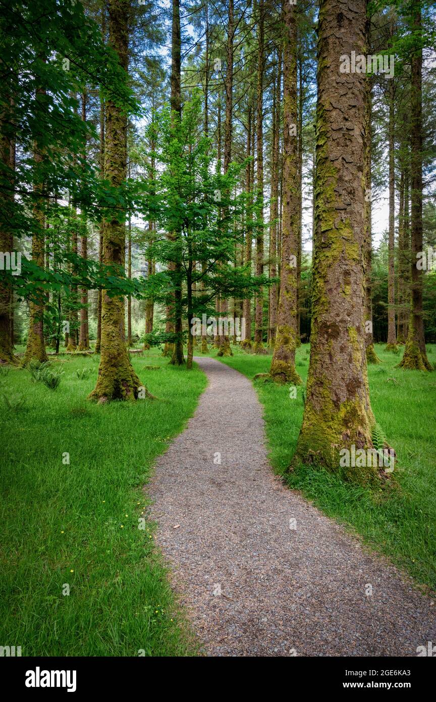 Path of pine trees hi-res stock photography and images - Alamy