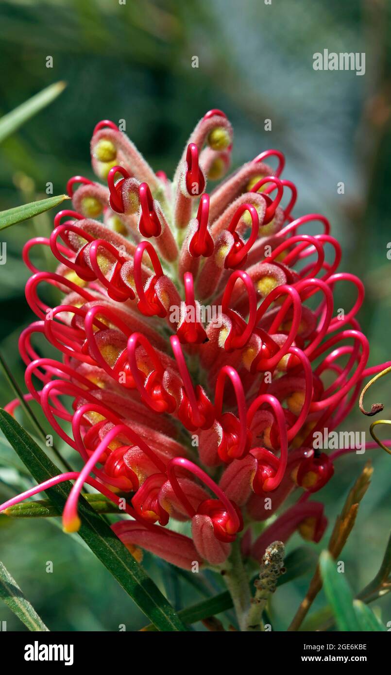 Red silky oak or Dwarf silky oak flower (Grevillea banksii), Brazil ...