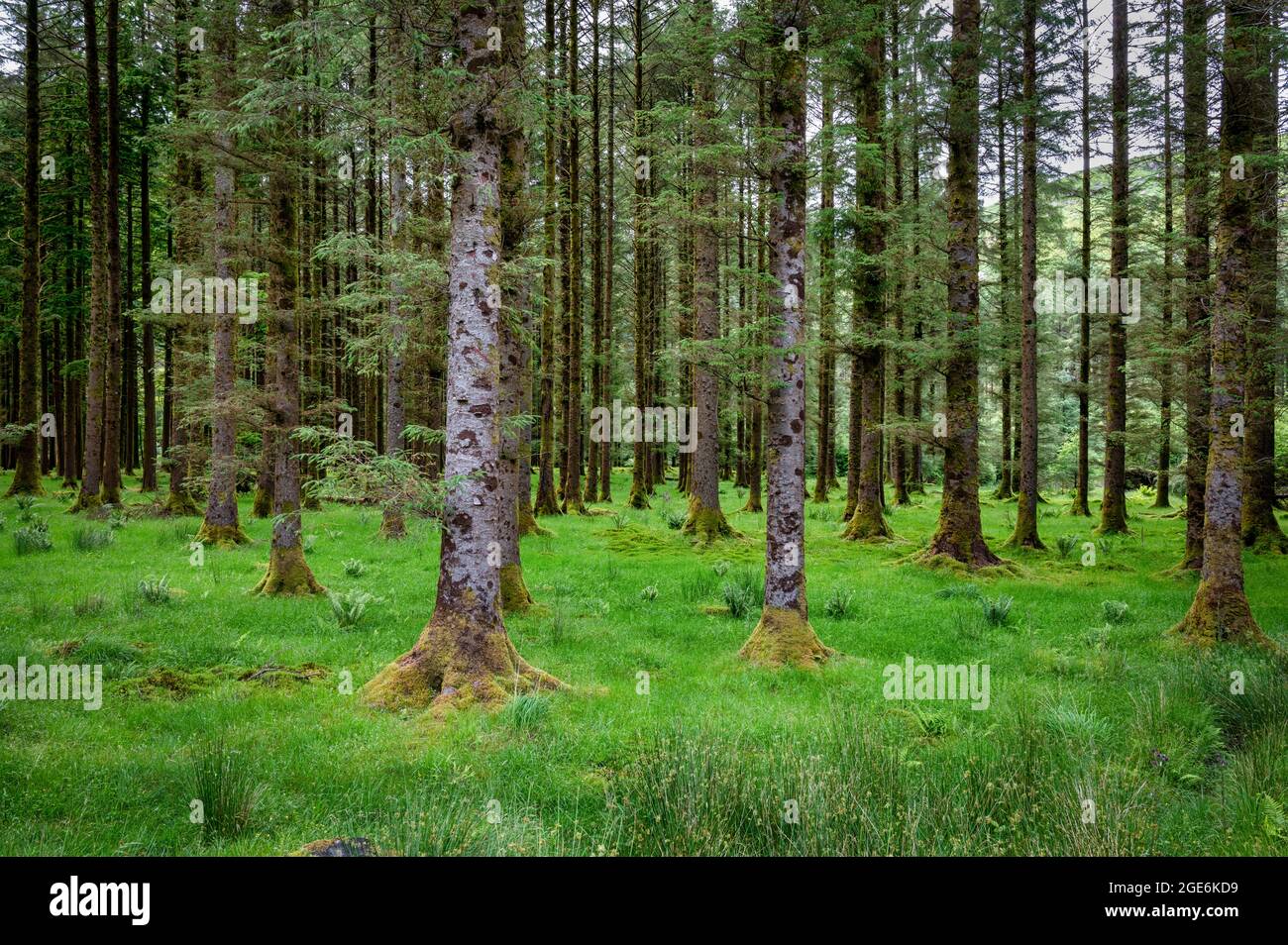 Green trees grass pine trees hi-res stock photography and images - Alamy