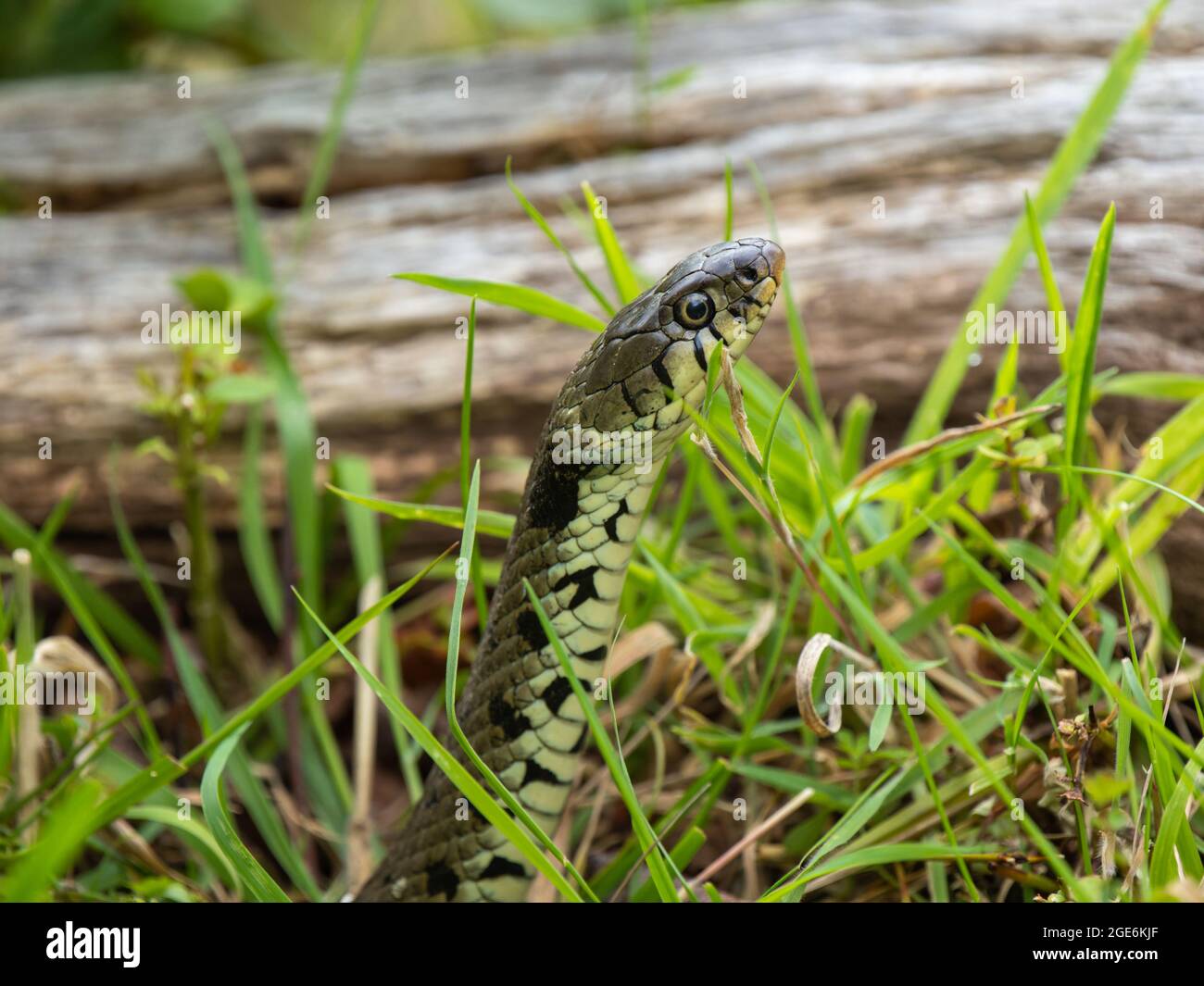 Grass snake uk water hi-res stock photography and images - Alamy