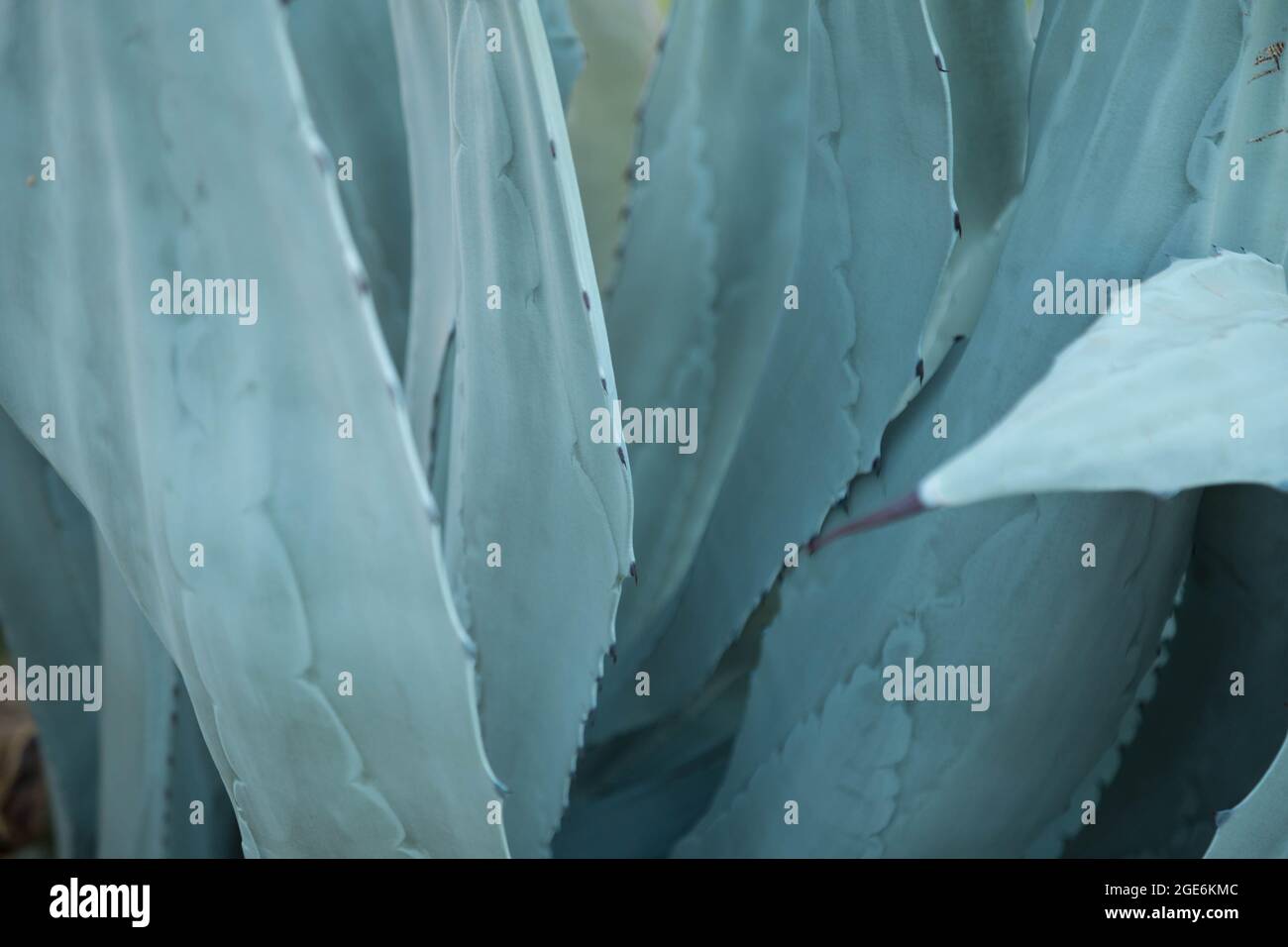 Agave plant. Abstract blue natural background pattern of blue leaves ...