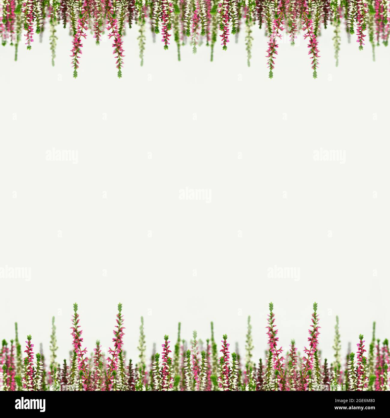 Heather flowers on background with copy space. Calluna vulgaris borders ...