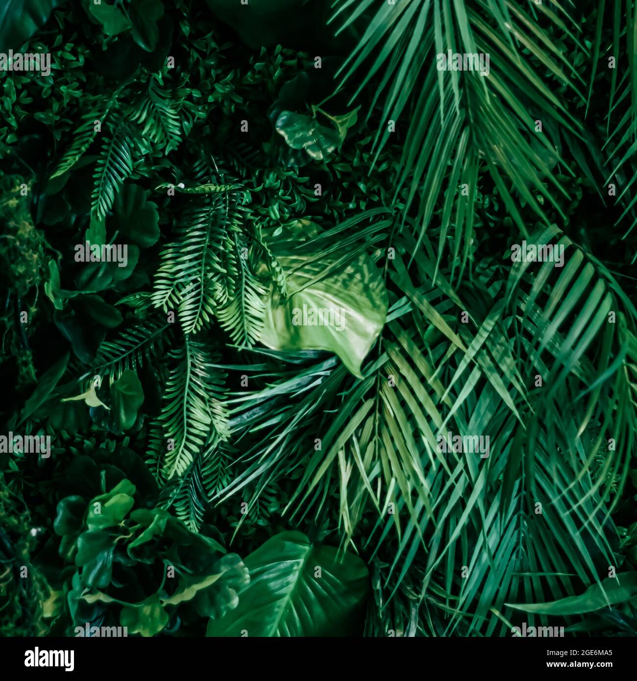 Tropical leaves as nature and environmental background, botanical ...