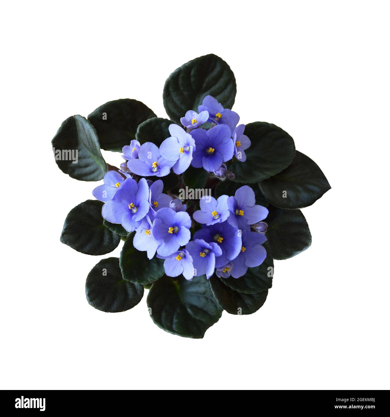 Top view of African violet flowers isolated on white background Stock ...