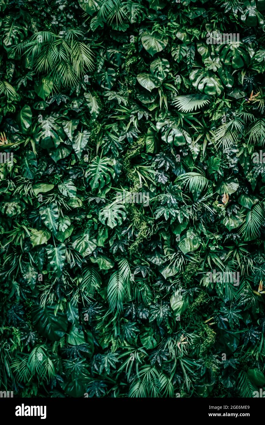 Tropical leaves as nature and environmental background, botanical ...