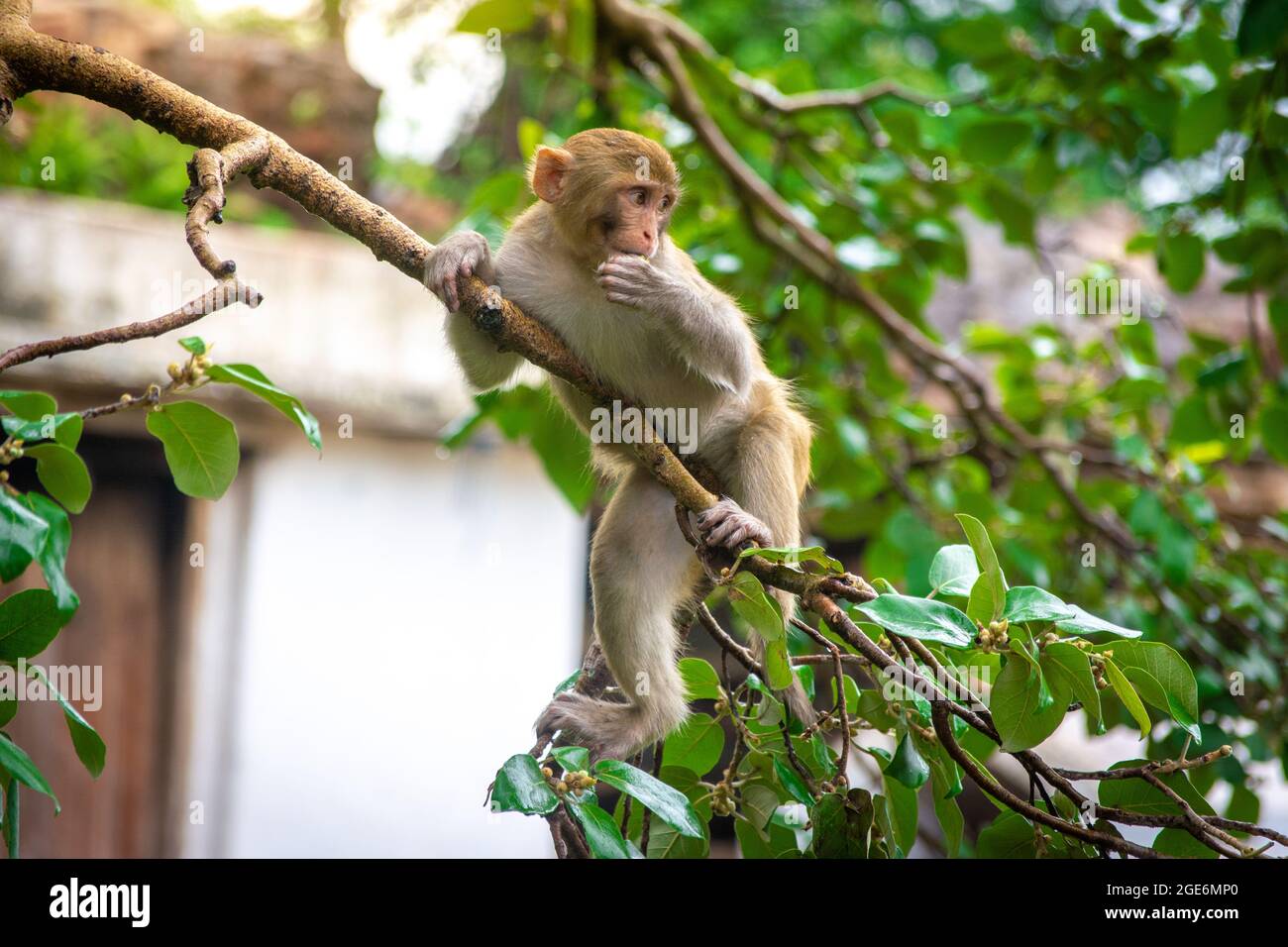 Monkey on the tree. Animals in the wild Stock Photo - Alamy