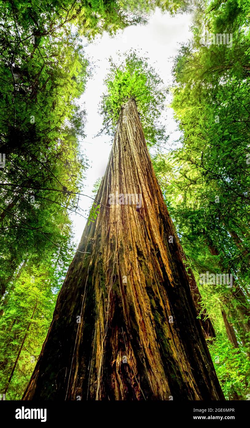California Redwood National Park Stock Photo - Alamy