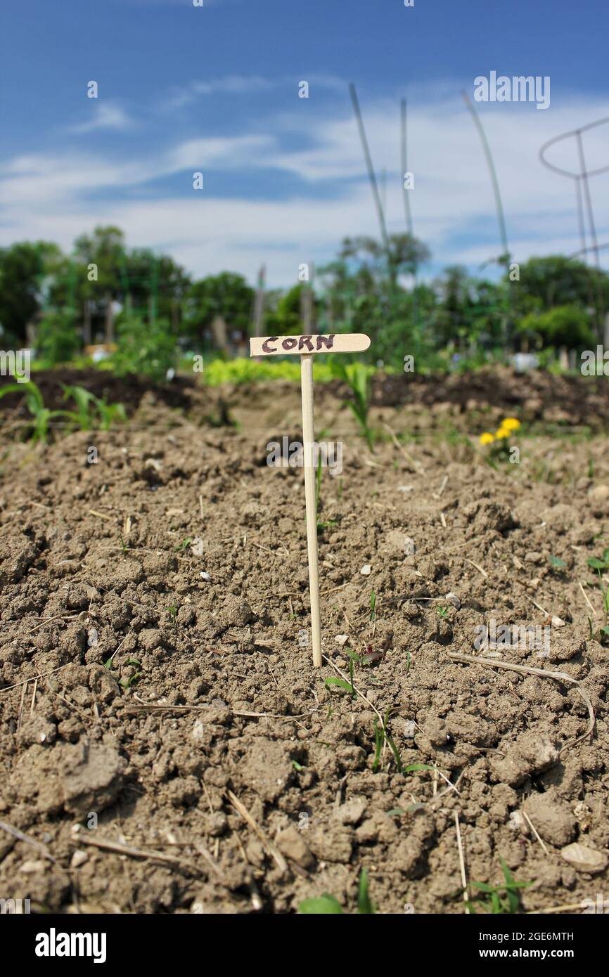 Corn handwritten on a wooden garden stake in the local community garden ...