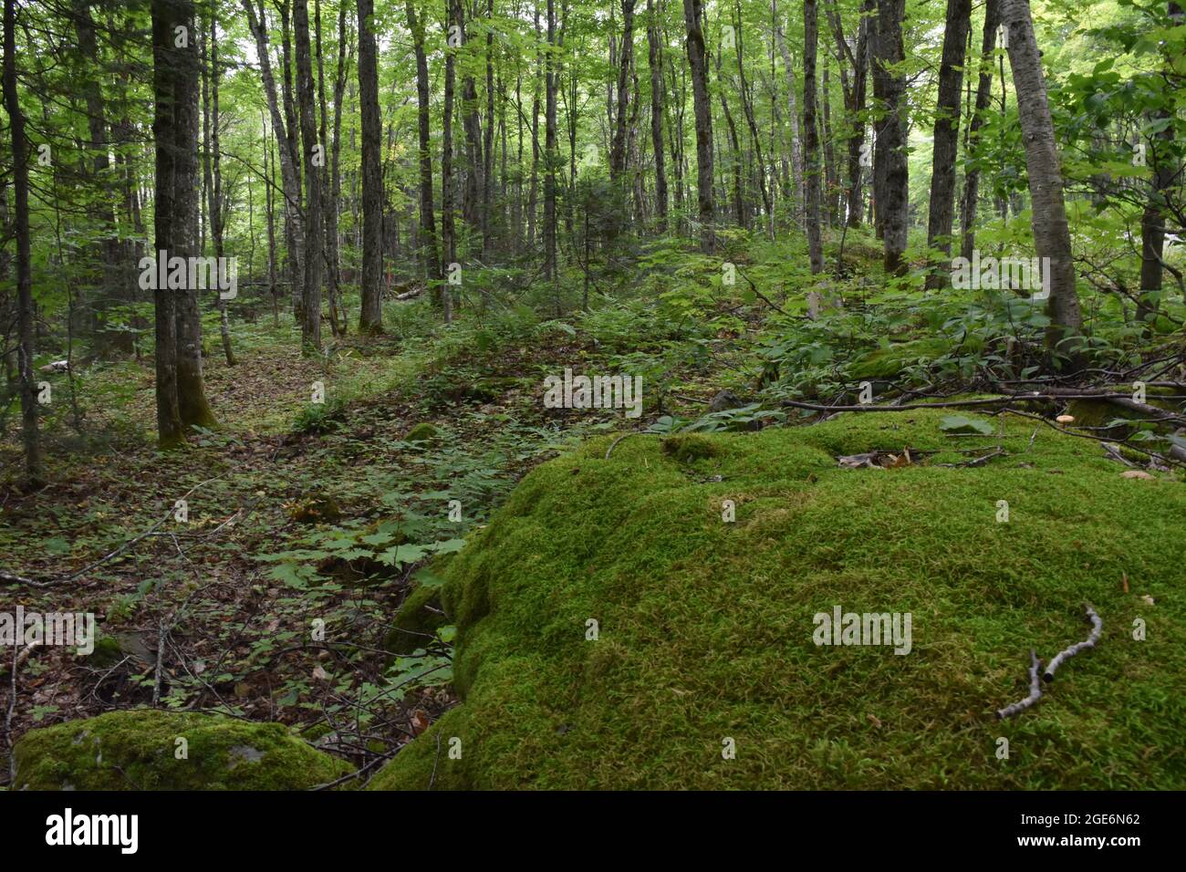 A maple grove in summer Stock Photo - Alamy