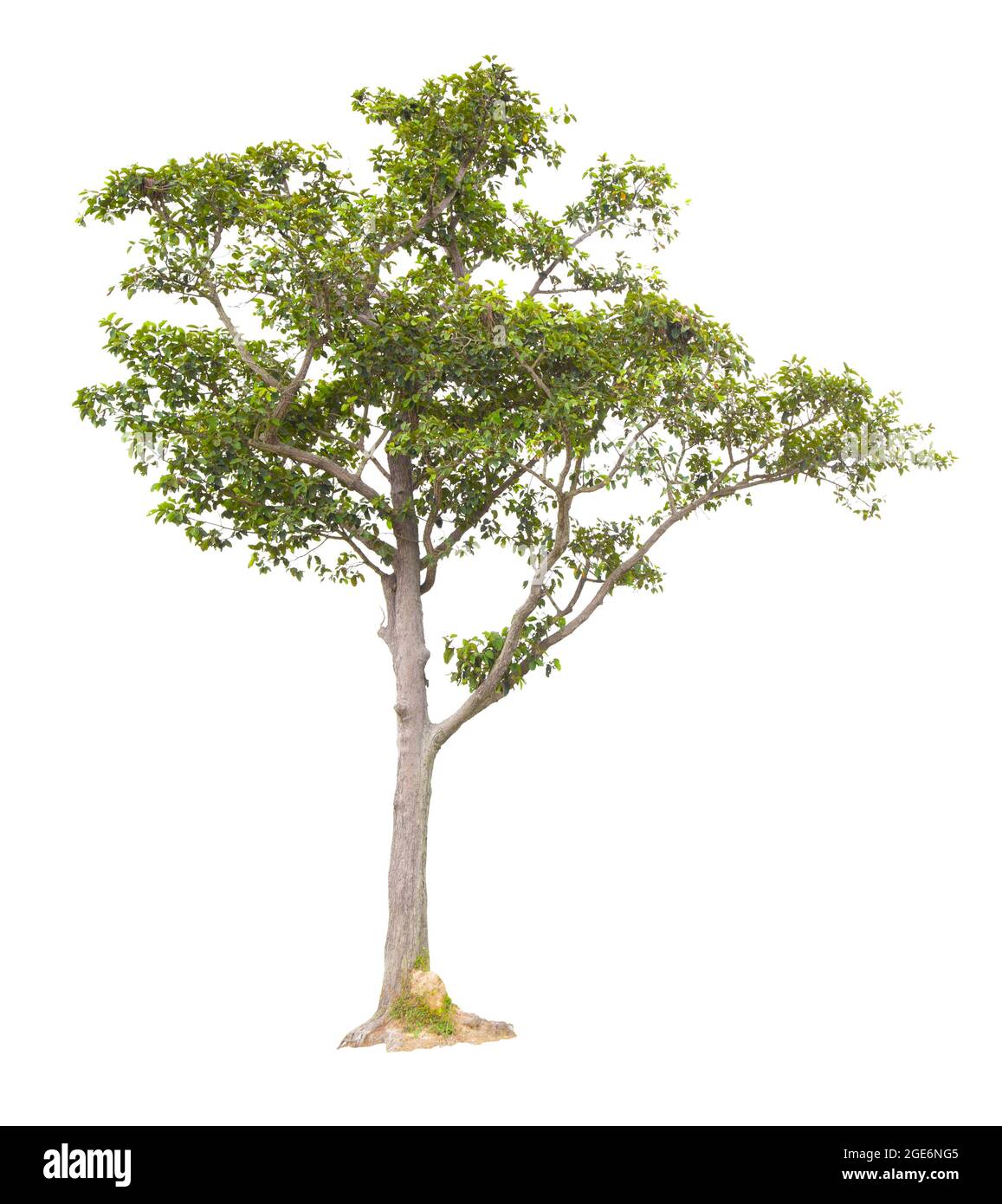 The freshness big green tree isolated on white background Stock Photo ...
