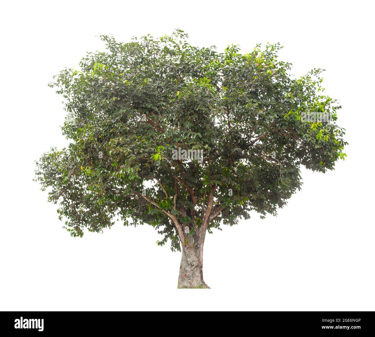 The freshness big green tree isolated on white background Stock Photo ...