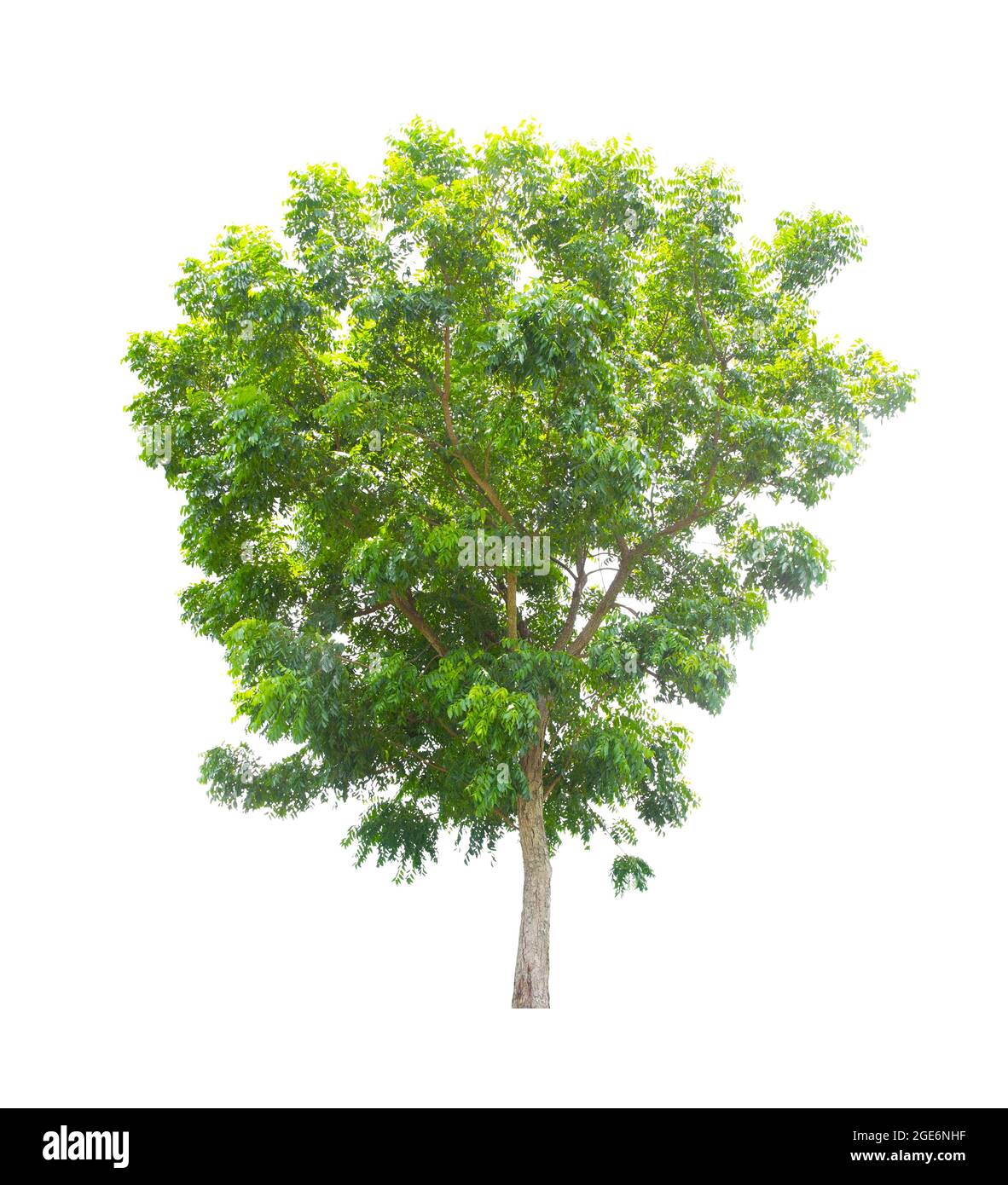 The freshness big green tree isolated on white background Stock Photo ...